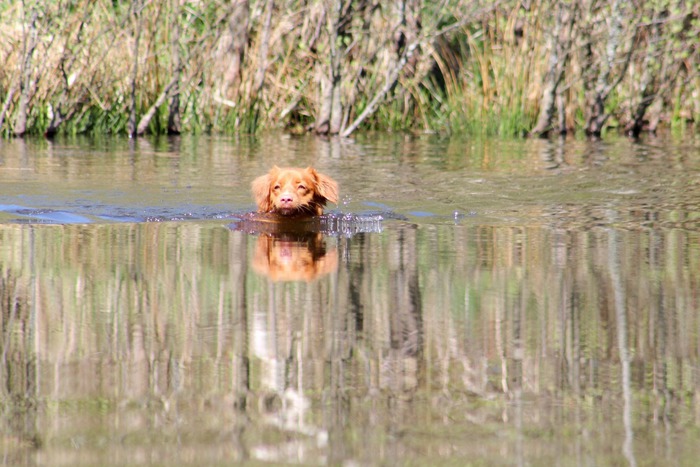 Novinky :: Gingermeadows