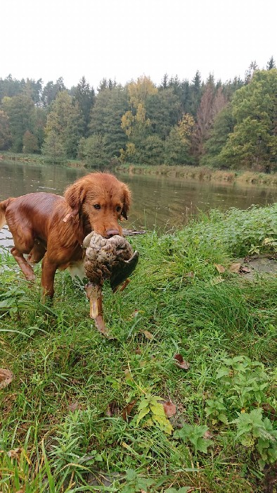 Calin :: Gingermeadows